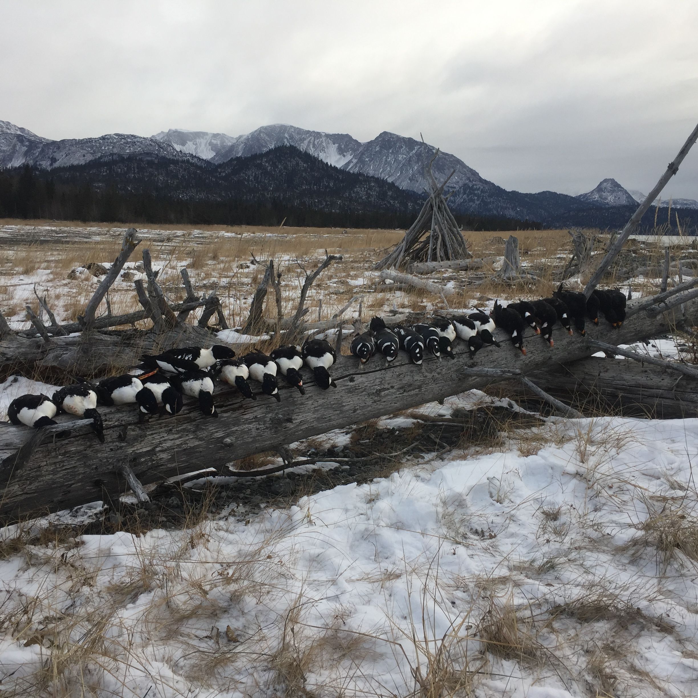 Home - Alaska Sea Duck Hunts